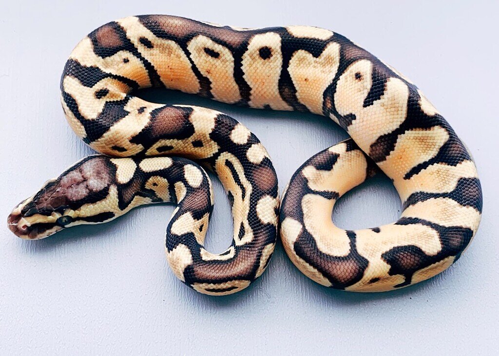 First Trojan clutch - Ball Pythons - MorphMarket Reptile Community