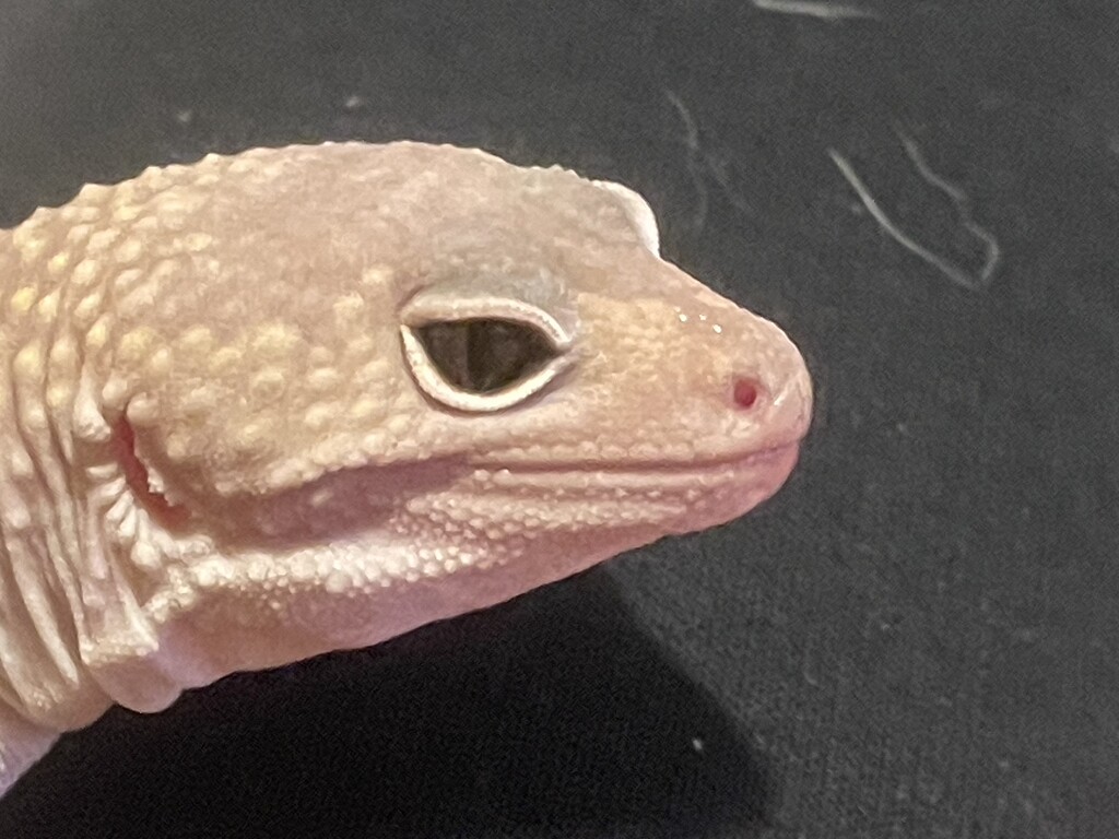 Snake eyes- gecko help - Leopard Geckos - MorphMarket Reptile Community
