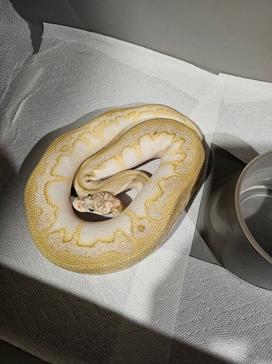 Show us your morphs that improved/ changed with age - Ball Pythons ...