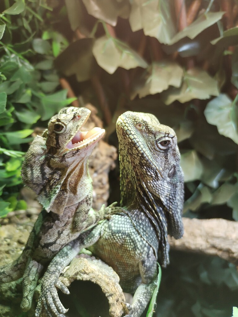 Just missed dilo twice doing big open frill - Contests - MorphMarket ...