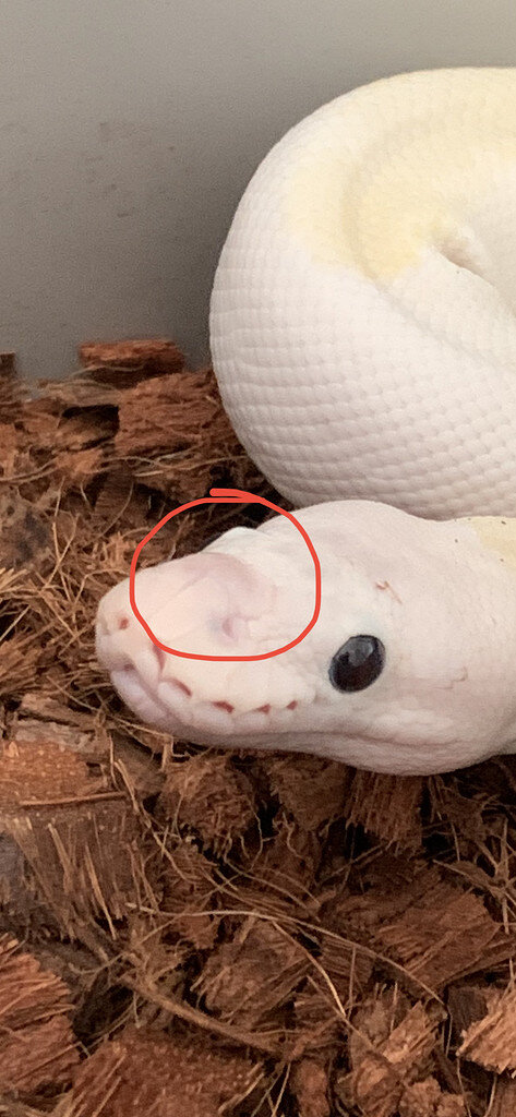 Bump on nose between nostrils - Ball Pythons - MorphMarket Reptile Community
