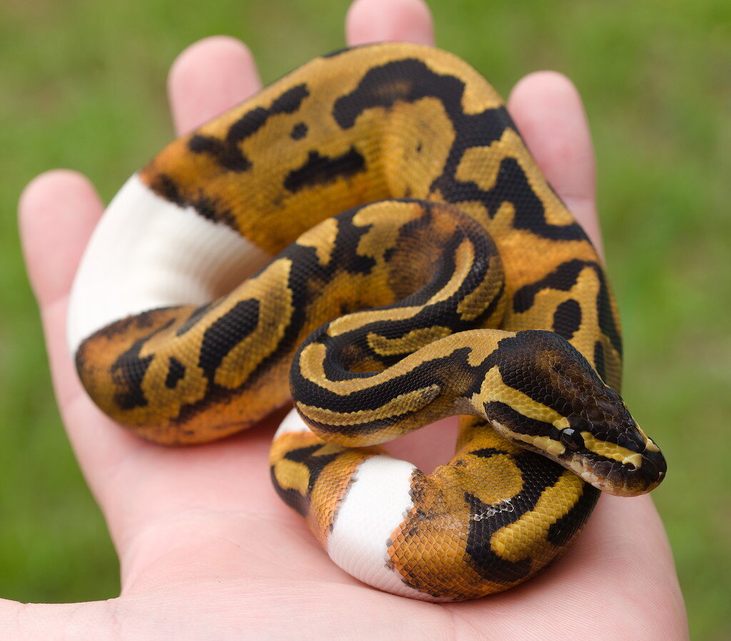 Pied Het Lavender Clutch Outside - Ball Pythons - MorphMarket Reptile ...