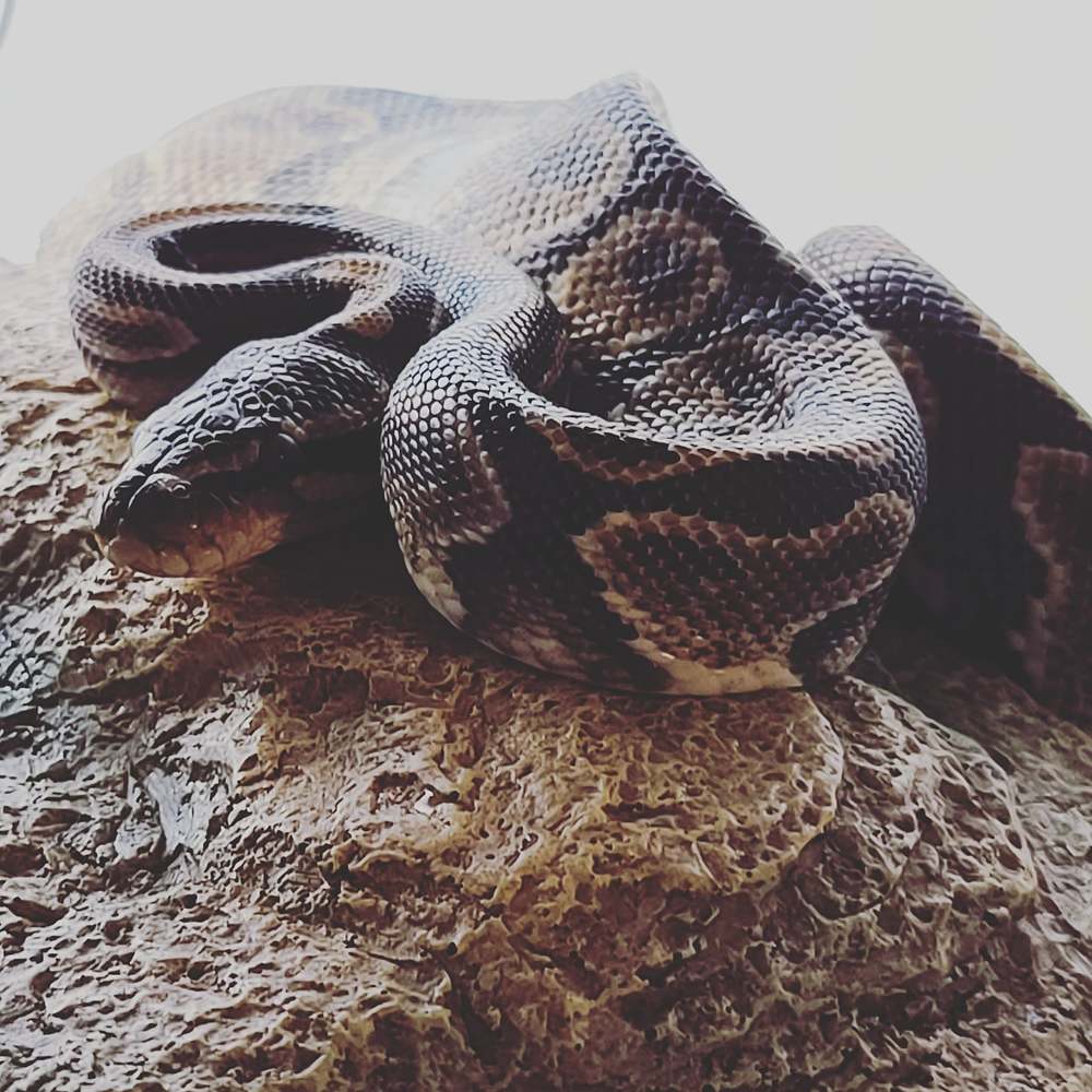 Emaciated, dehydrated Ball Python - Ball Pythons - MorphMarket Reptile ...