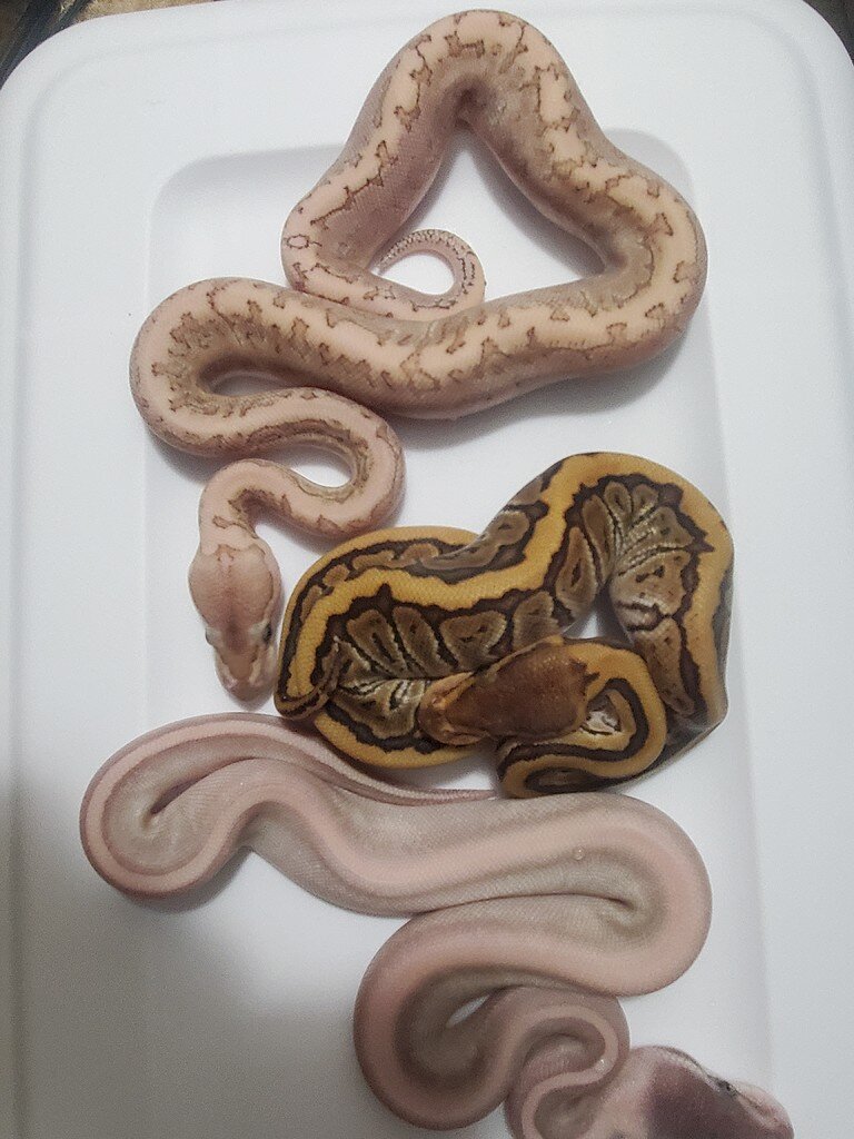 Clutch #16 1st shed - Ball Pythons - MorphMarket Reptile Community