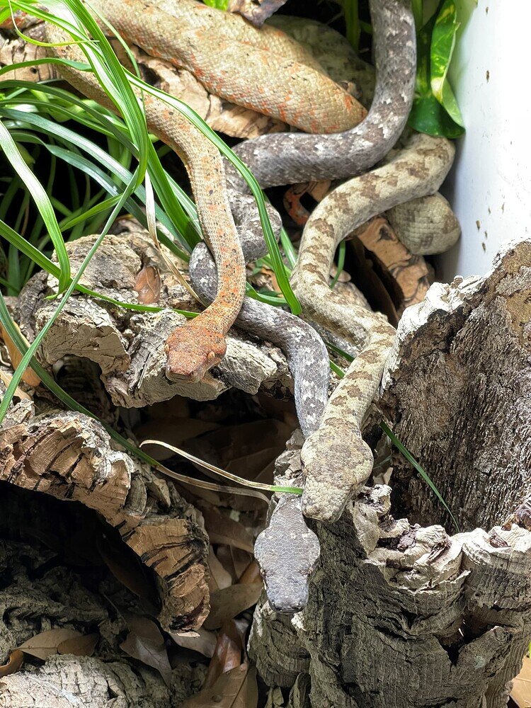 Attack of the Hydra - Other Boas - MorphMarket Reptile Community