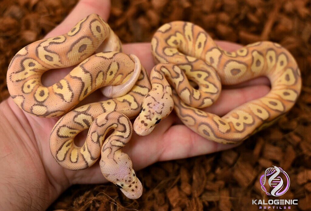These boys are sizzling 🌞 - Ball Pythons - MorphMarket Reptile Community