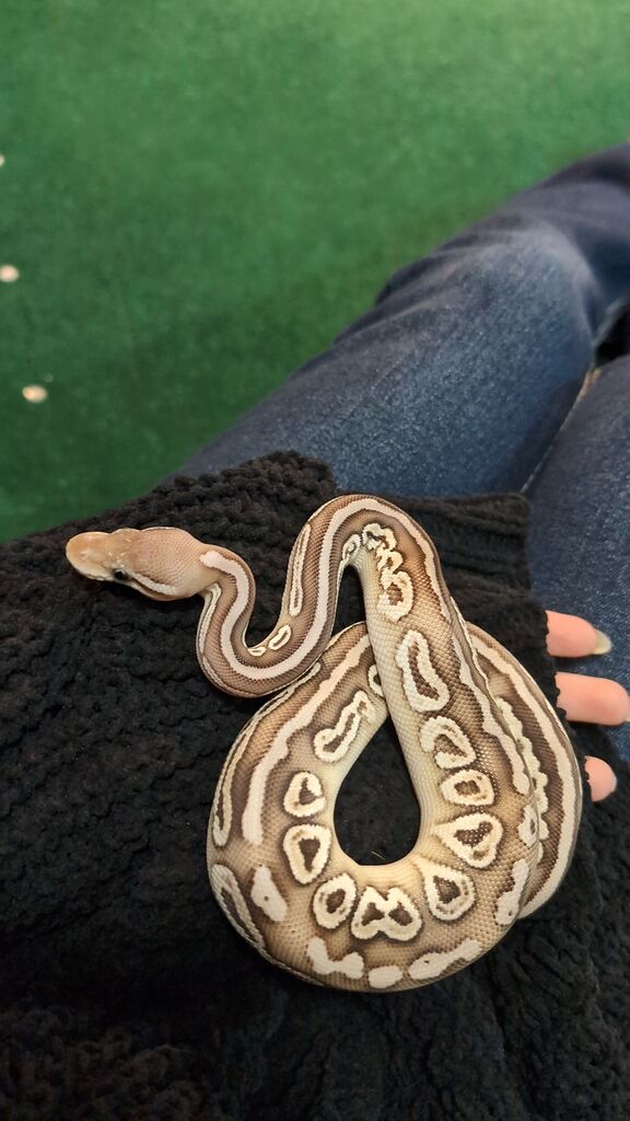 First Time Breeder Here - Ball Pythons - MorphMarket Reptile Community