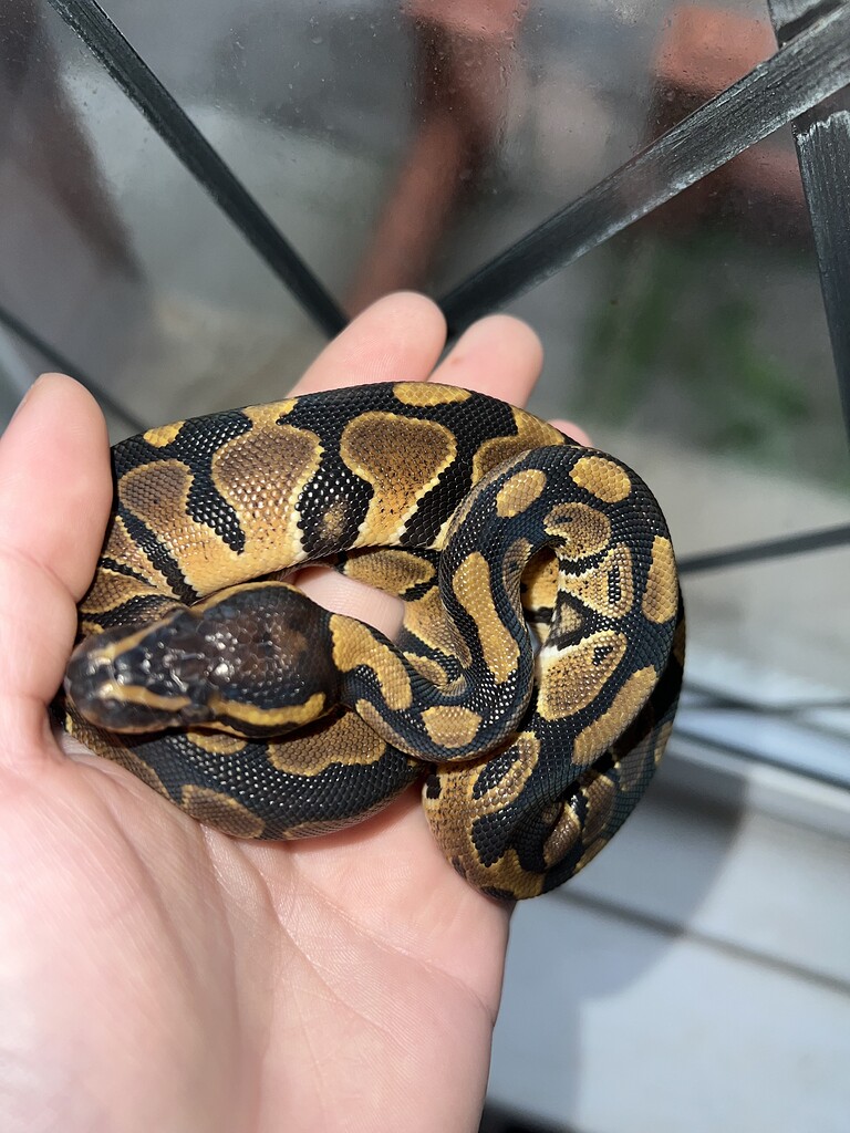 Help with ID in first photo - Ball Pythons - MorphMarket Reptile Community