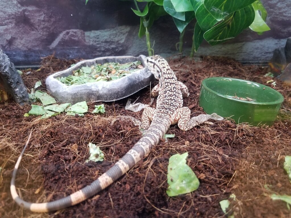 Beautiful and Sad - Other Lizards - MorphMarket Reptile Community