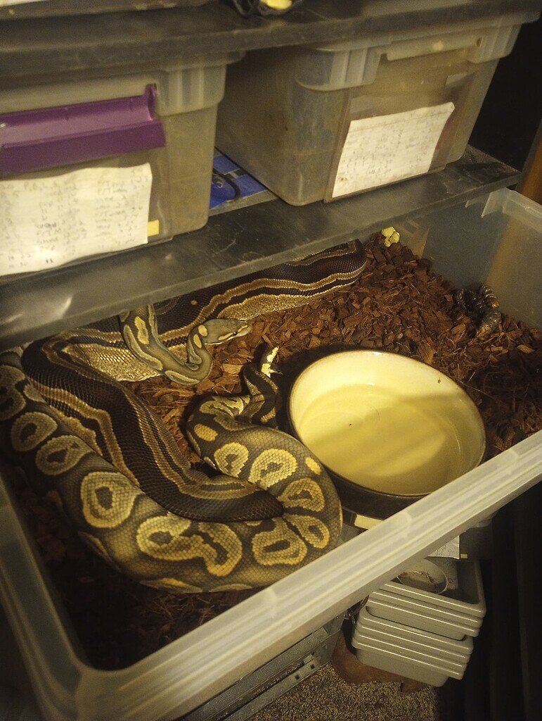 Some more nice locks - Ball Pythons - MorphMarket Reptile Community