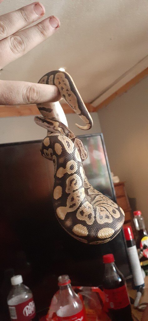 BP identification - Ball Pythons - MorphMarket Reptile Community