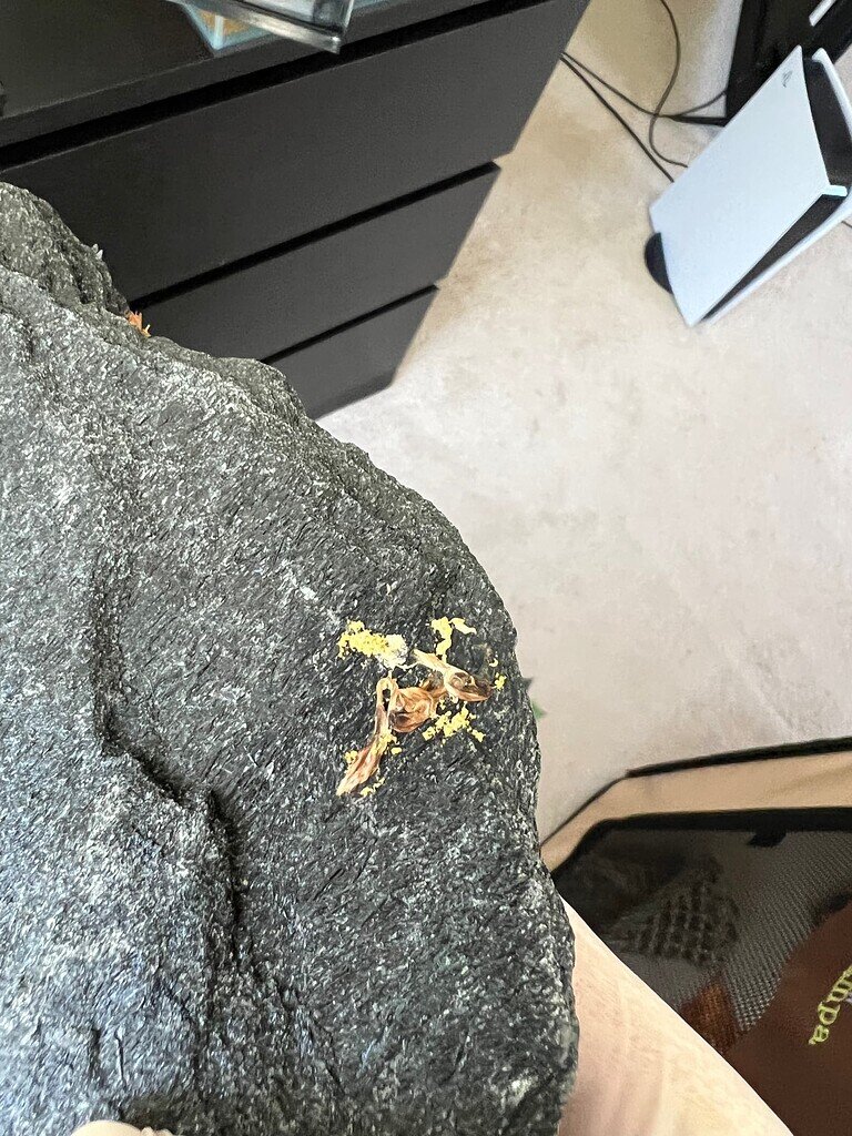 Juvie Snake Poop Concerns - Rat Snakes - MorphMarket Reptile Community