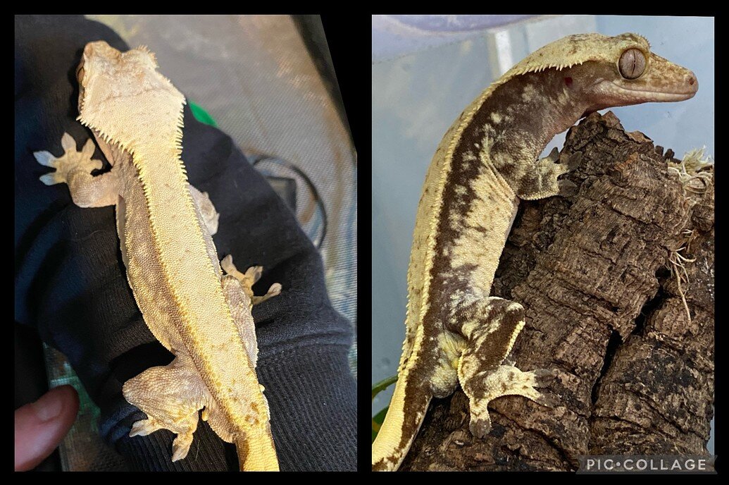Crested Gecko Morph / Trait Guide - Crested Geckos - MorphMarket ...