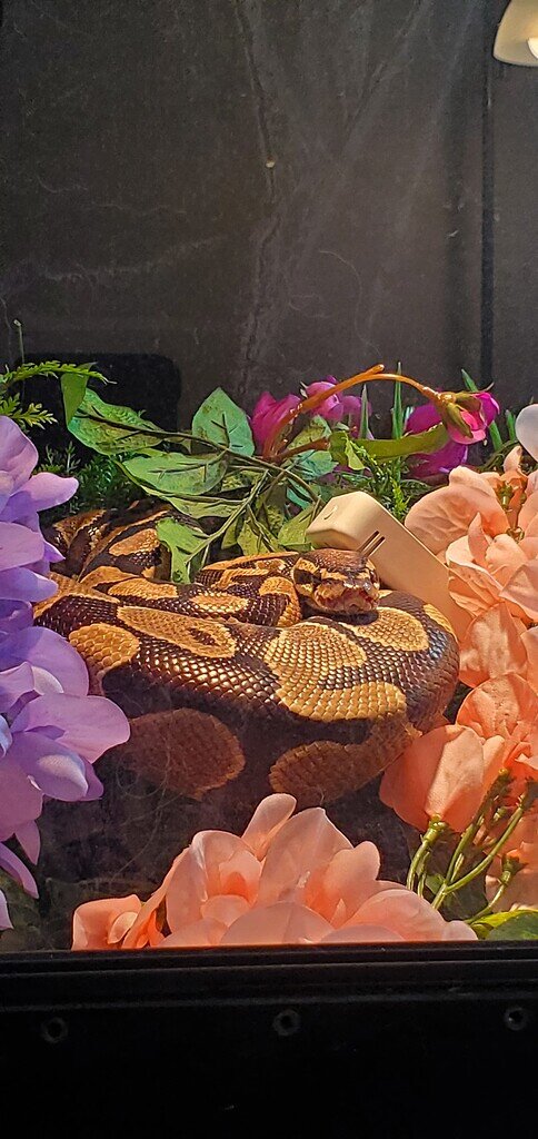 Guess that Ball! Rescue python regius -unknown age/morph - Ball Pythons ...