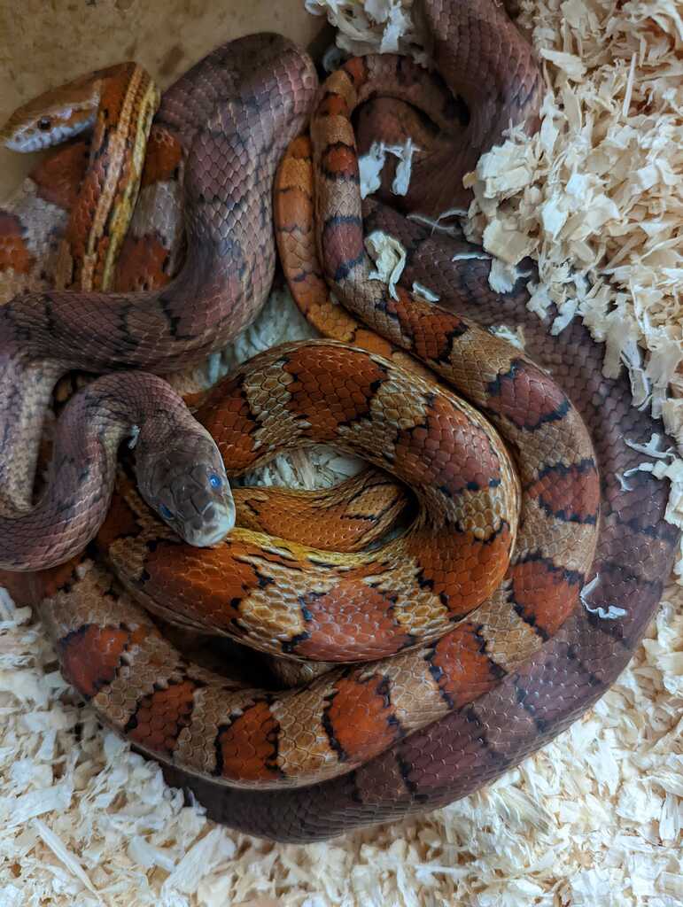 Are these okeetee or normals? - Corn Snakes - MorphMarket Reptile Community