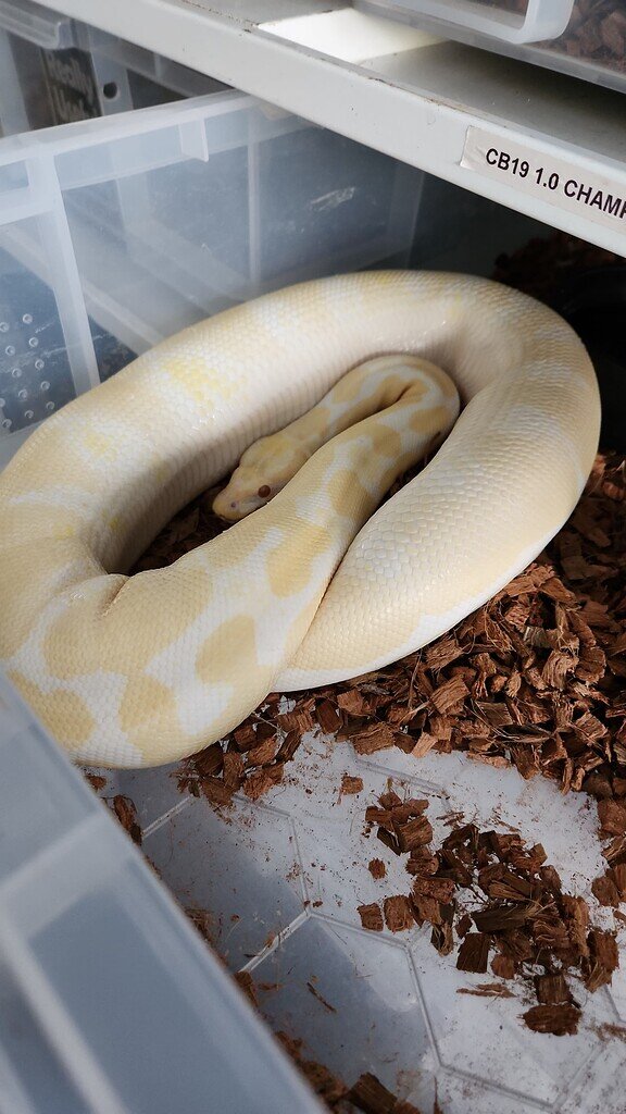 First time breeder help - Ball Pythons - MorphMarket Reptile Community