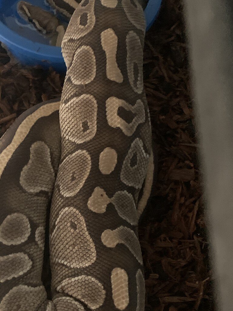 Fat lumpy lol - Ball Pythons - MorphMarket Reptile Community