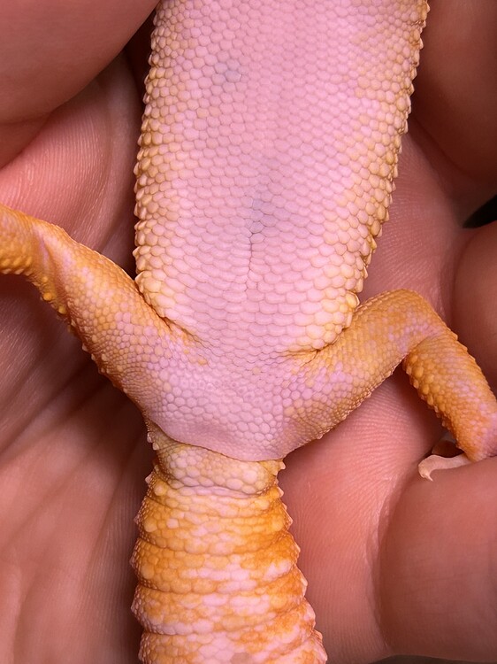 Gender leopard gecko? - Leopard Geckos - MorphMarket Reptile Community