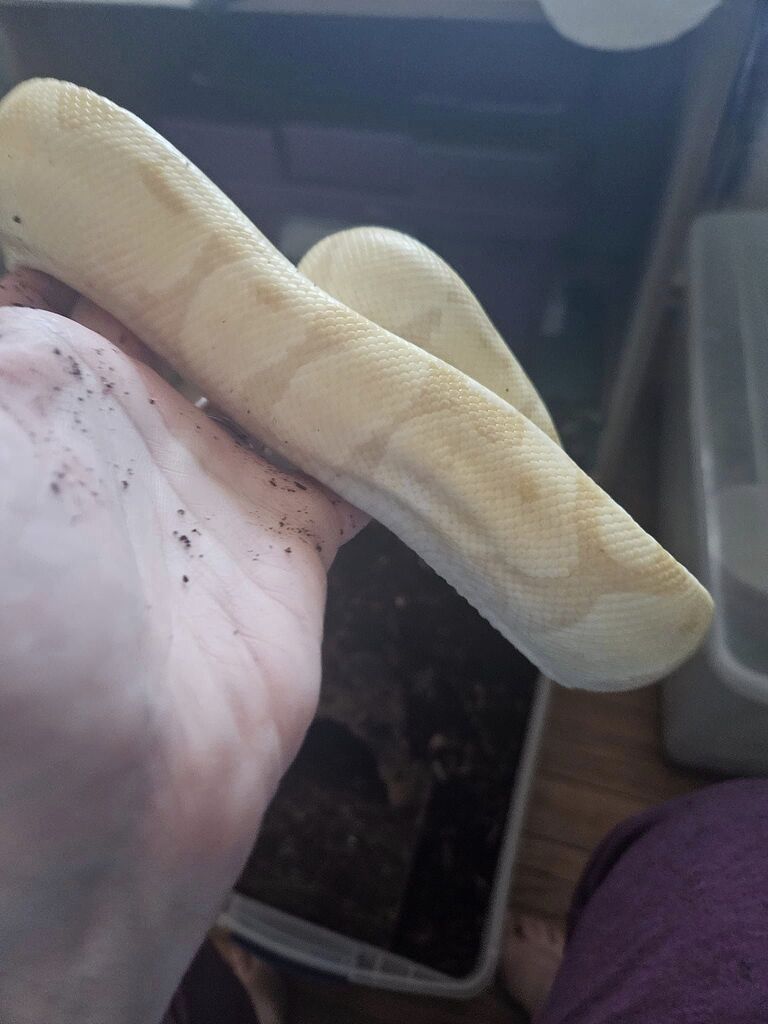 Rehabbing a friend's bp - Ball Pythons - MorphMarket Reptile Community
