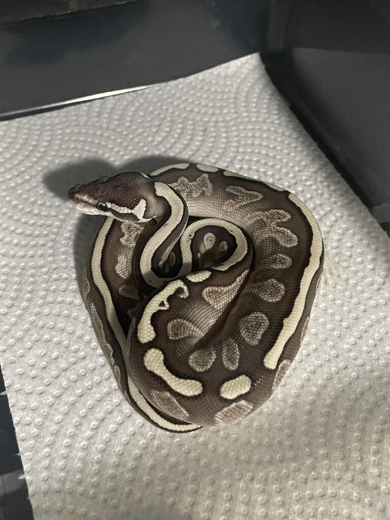 Looking for help with identification - Ball Pythons - MorphMarket ...