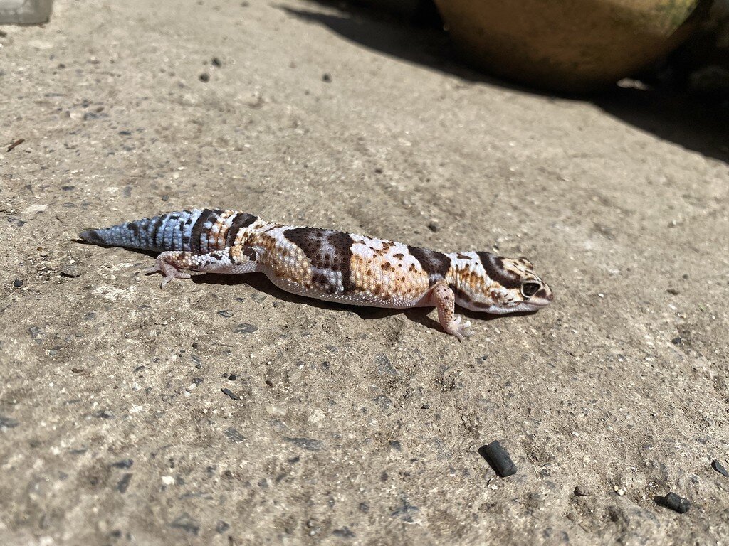 Taiga the Whiteout Zulu ‘White socks’ het Oreo - Leopard Geckos ...