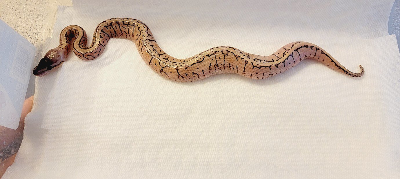 Genetic identification - Ball Pythons - MorphMarket Reptile Community