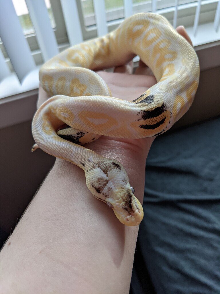 Pairing ideas? - Ball Pythons - MorphMarket Reptile Community