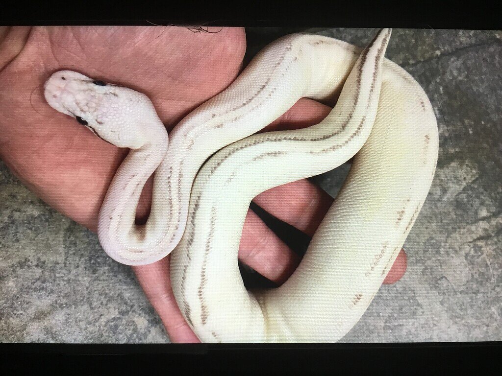 Pastel puma? - Ball Pythons - MorphMarket Reptile Community