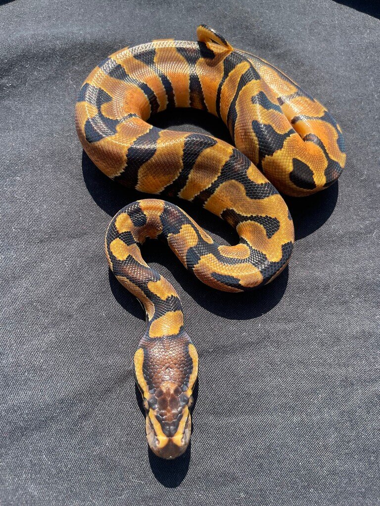 Baby id help - Ball Pythons - MorphMarket Reptile Community