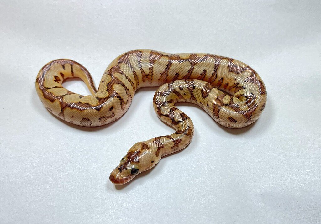 Introducing HGW Black Pastel Enchi Clown! - Ball Pythons - MorphMarket ...