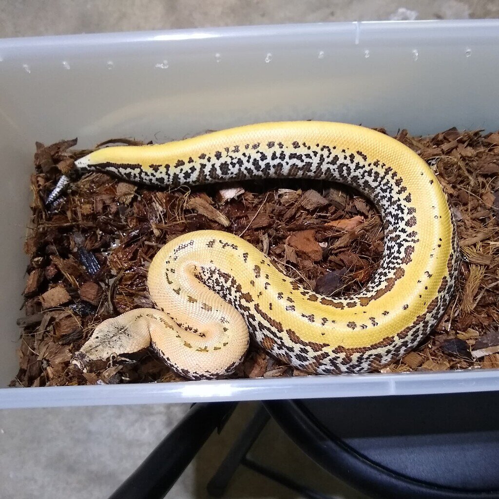 Pixel female - Other Pythons - MorphMarket Reptile Community