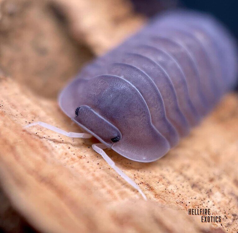 Young Merulanella sp. Red Diablo - Isopods - MorphMarket Reptile Community