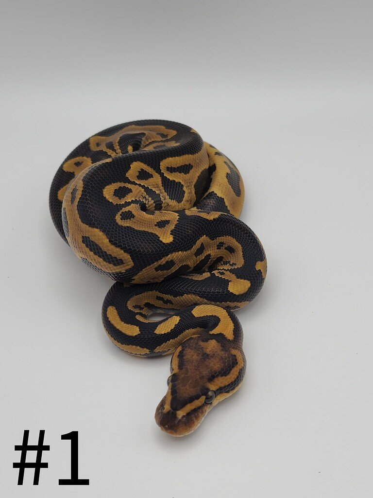 Help ID a clutch - Ball Pythons - MorphMarket Reptile Community
