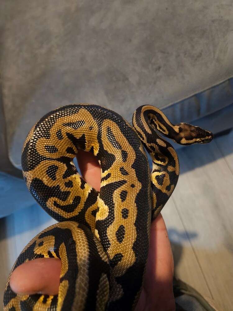 Need help identifying morphs - Ball Pythons - MorphMarket Reptile Community