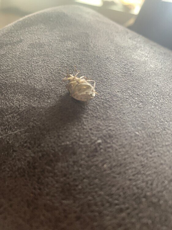 What to do with a invasive stink bug - Other Invertebrates ...
