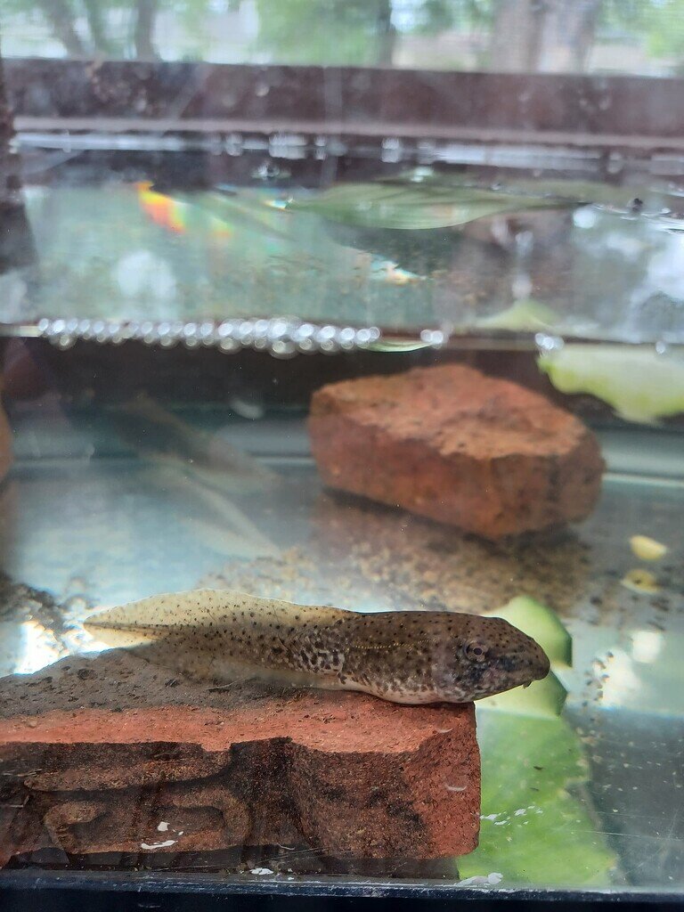 Unknown Tadpole Rescue ID [HELP PLEASE] - Amphibians - MorphMarket ...