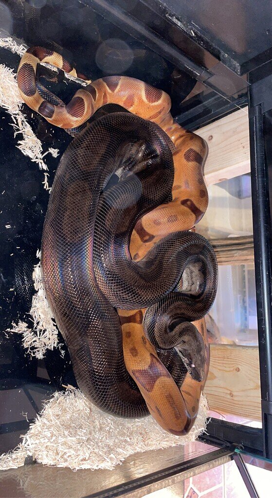 Introduce myself - Boa Constrictors - MorphMarket Reptile Community