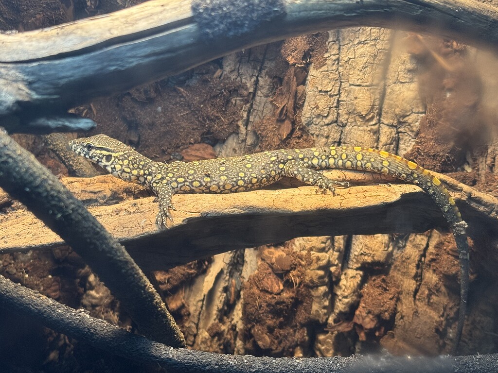 Nile monitor - Enclosures & Setups - MorphMarket Reptile Community