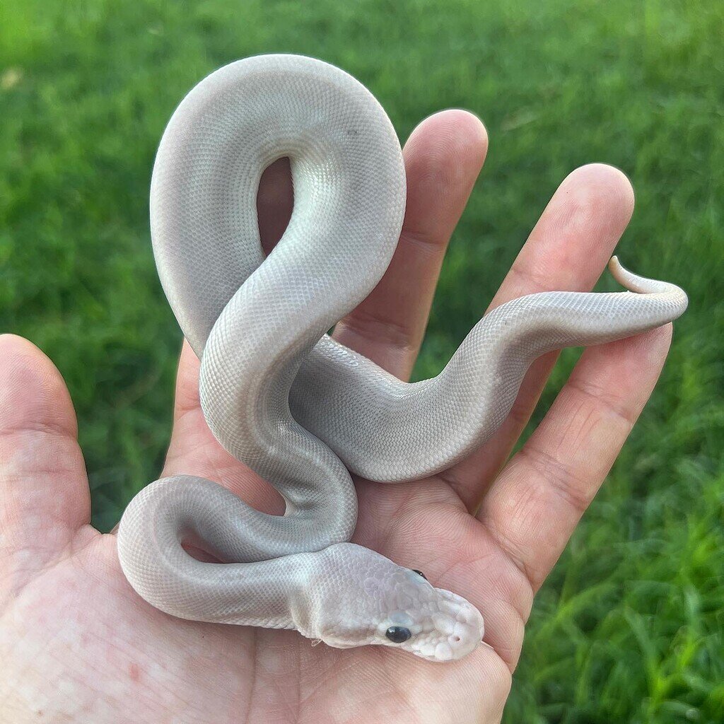 Silver bullets - Ball Pythons - MorphMarket Reptile Community