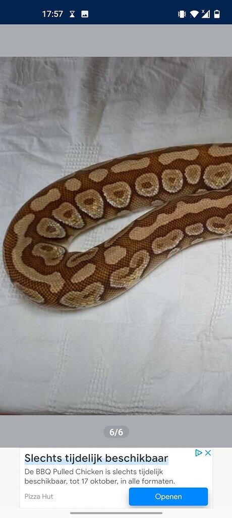 Need help on identifying - Ball Pythons - MorphMarket Reptile Community