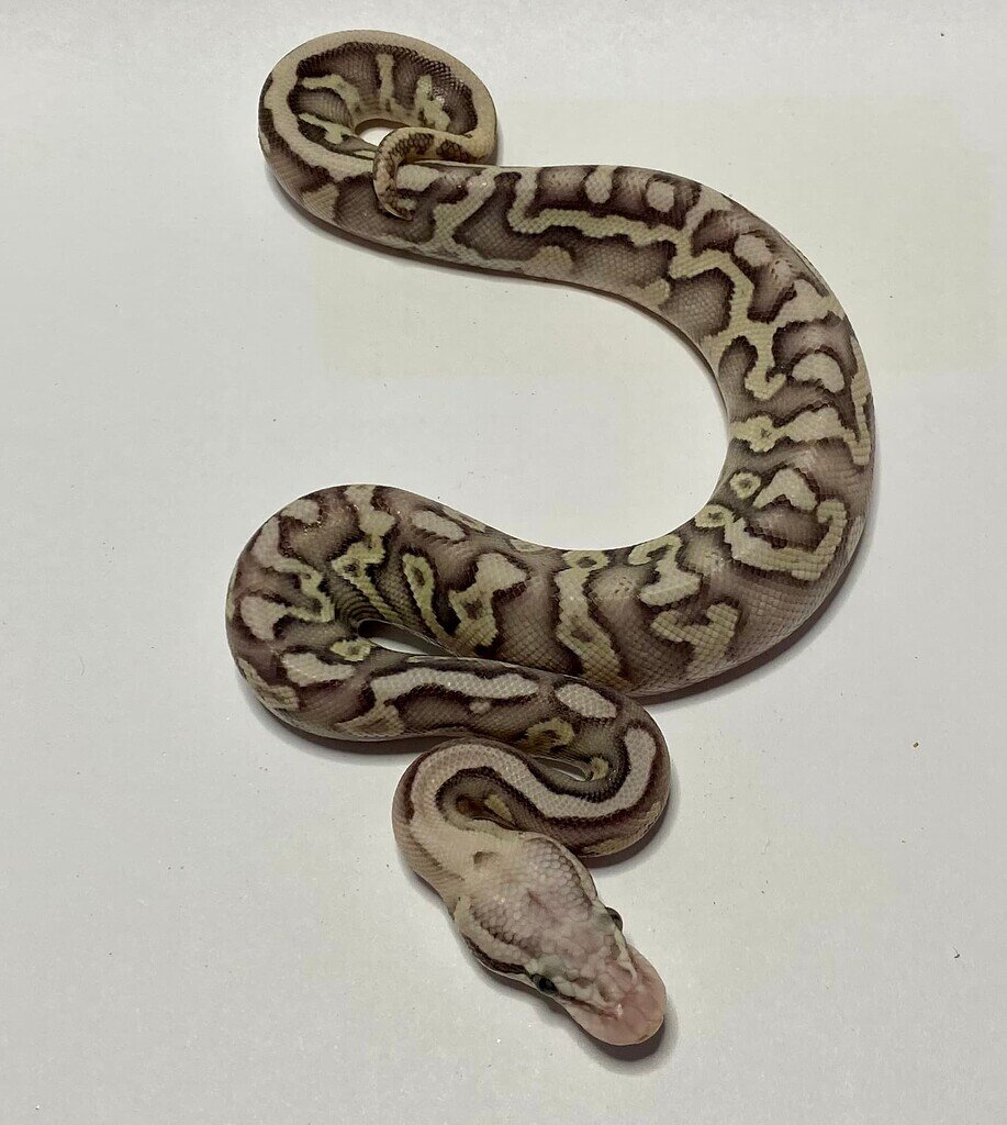 Help with Identification Bamboo/lesser pastel x Firefly Clown - Ball ...