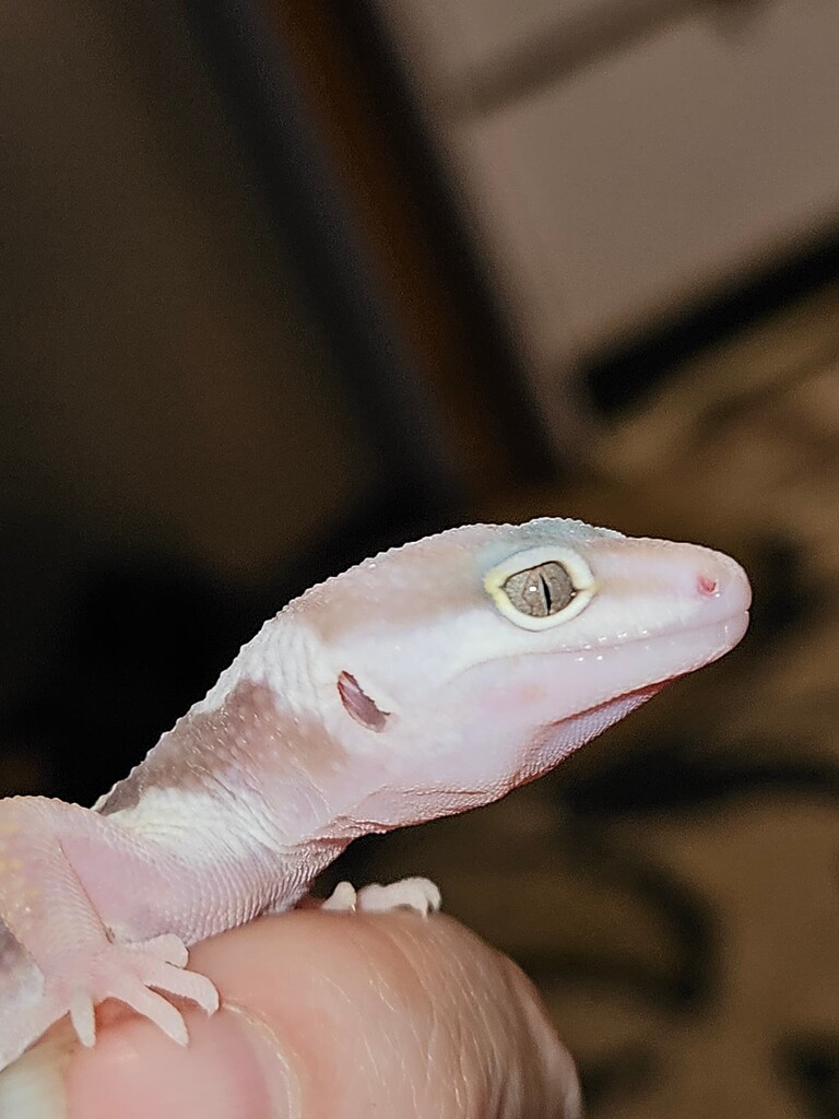 Not for breeding purposes but never seen a gecko with this pattern ...