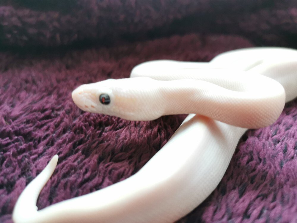 Red eyed leucistic? - Ball Pythons - MorphMarket Reptile Community