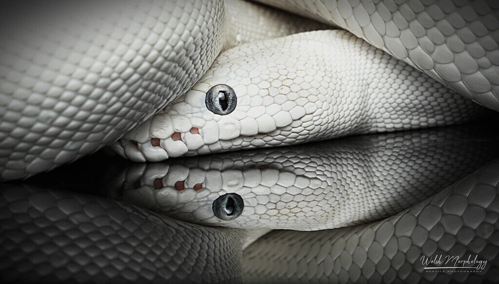 The White Wonder - Ball Pythons - MorphMarket Reptile Community