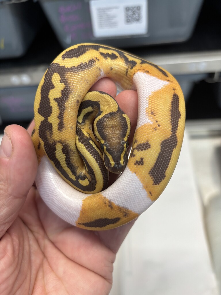 Worlds first Dark Sun Pied - Ball Pythons - MorphMarket Reptile Community
