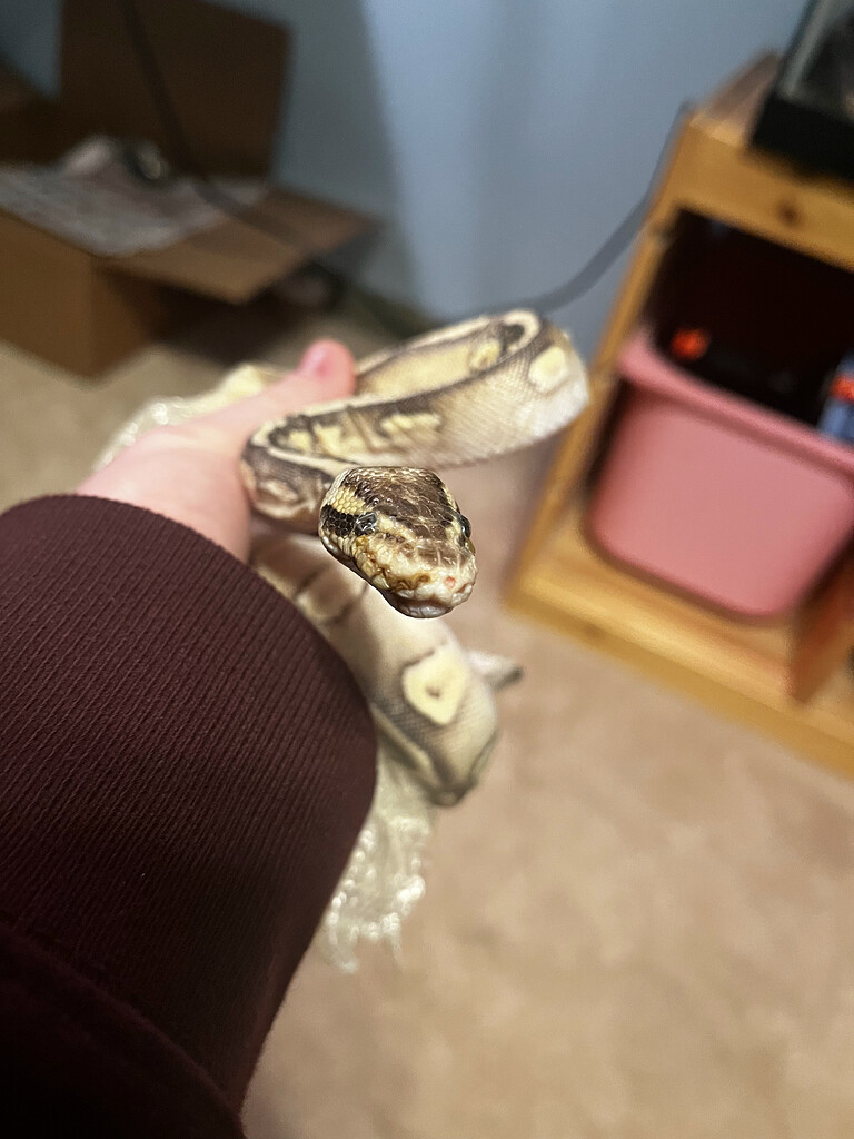 Mouth Rot Help - Page 2 - Ball Pythons - MorphMarket Reptile Community