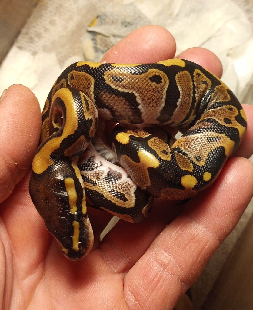 New Hatchlings ball pythons - Ball Pythons - MorphMarket Reptile Community