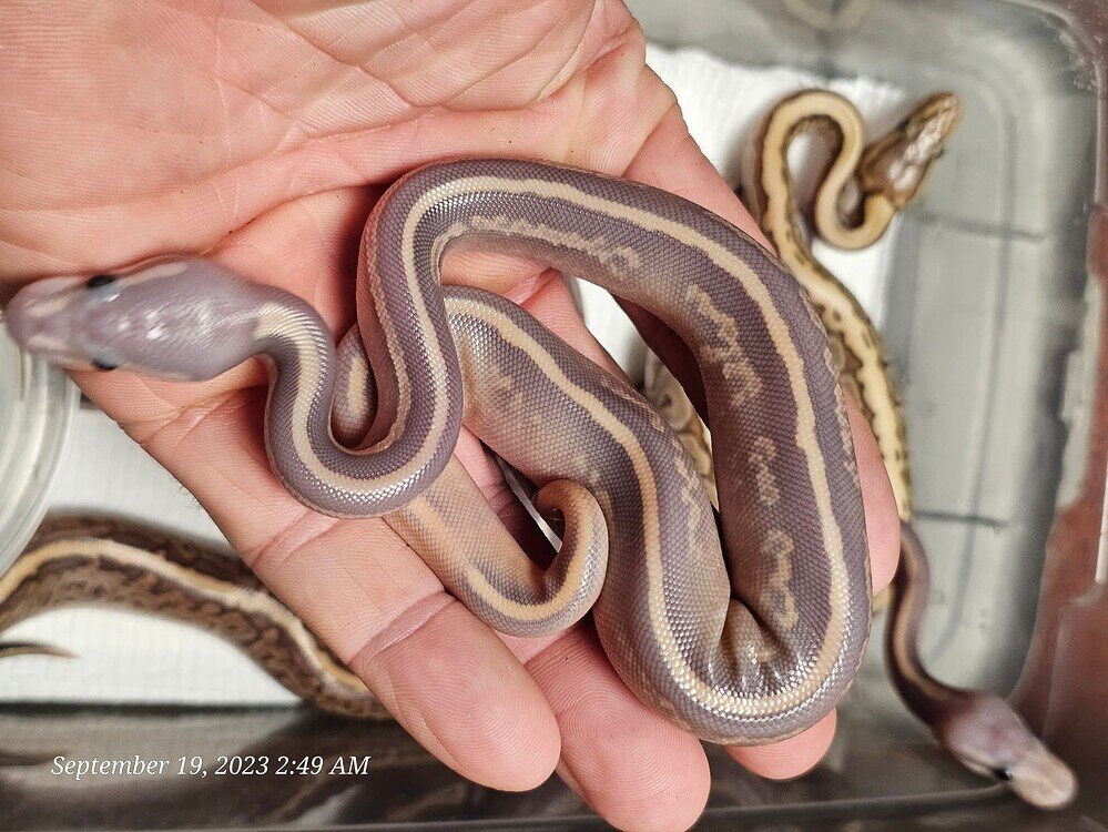 Shocked to have hatched truly purple snakes! - Ball Pythons ...