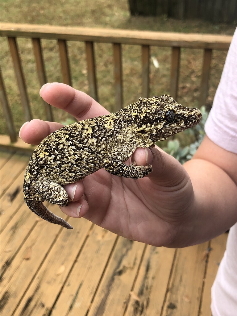 First babies! - Gargoyle Geckos - MorphMarket Reptile Community