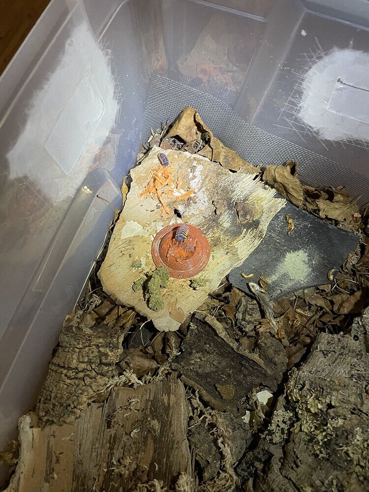 Merulanella ‘Ember Bee’ 😊 - Isopods - MorphMarket Reptile Community